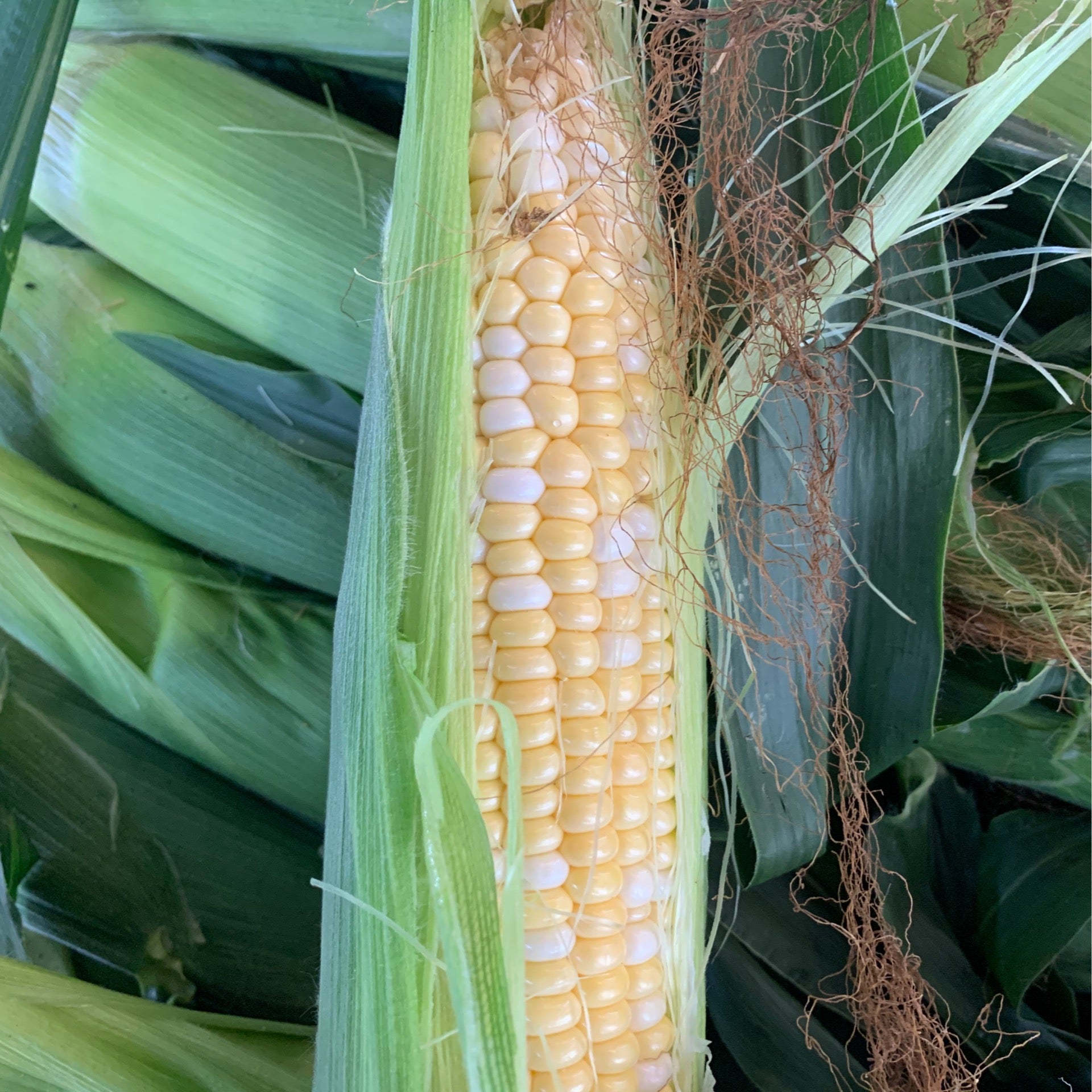 Sweet Corn Bag – Kelder's Farm